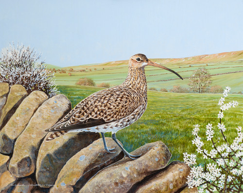 Curlew | Richard Whittlestone Wildlife Gallery