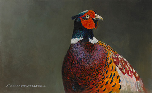 Pheasant Portrait RW2517P | Richard Whittlestone Wildlife Gallery