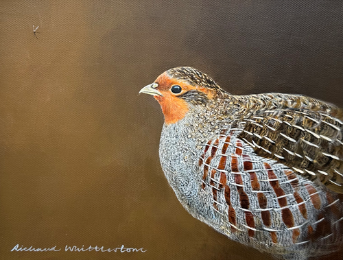 Grey Partridge Portrait | Richard Whittlestone Wildlife Gallery