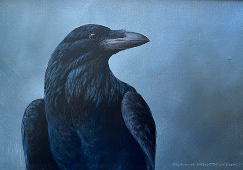 Raven | Richard Whittlestone Wildlife Gallery