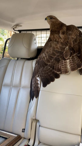 Buzzard in car