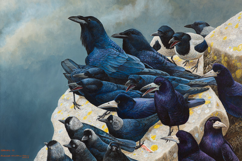 corvids-19-2