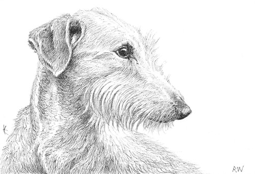 Lurcher Portrait RW018PI | Richard Whittlestone Wildlife Gallery