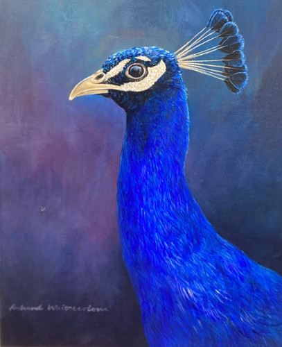 Peacock Portrait CP2896 | Richard Whittlestone Wildlife Gallery