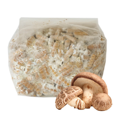 Shiitake Plug Spawn (100pcs) | Primal Fungi
