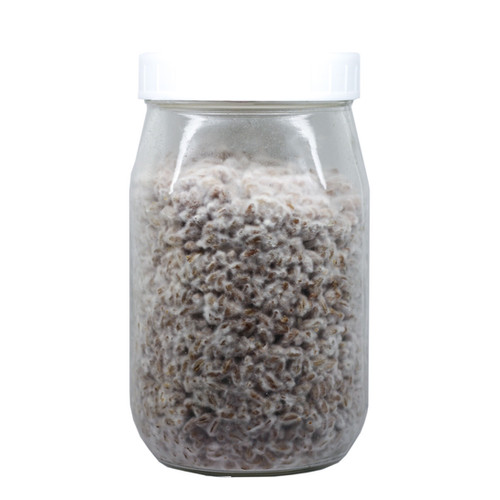 Colonized Grain Spawn Jars | Primal Fungi