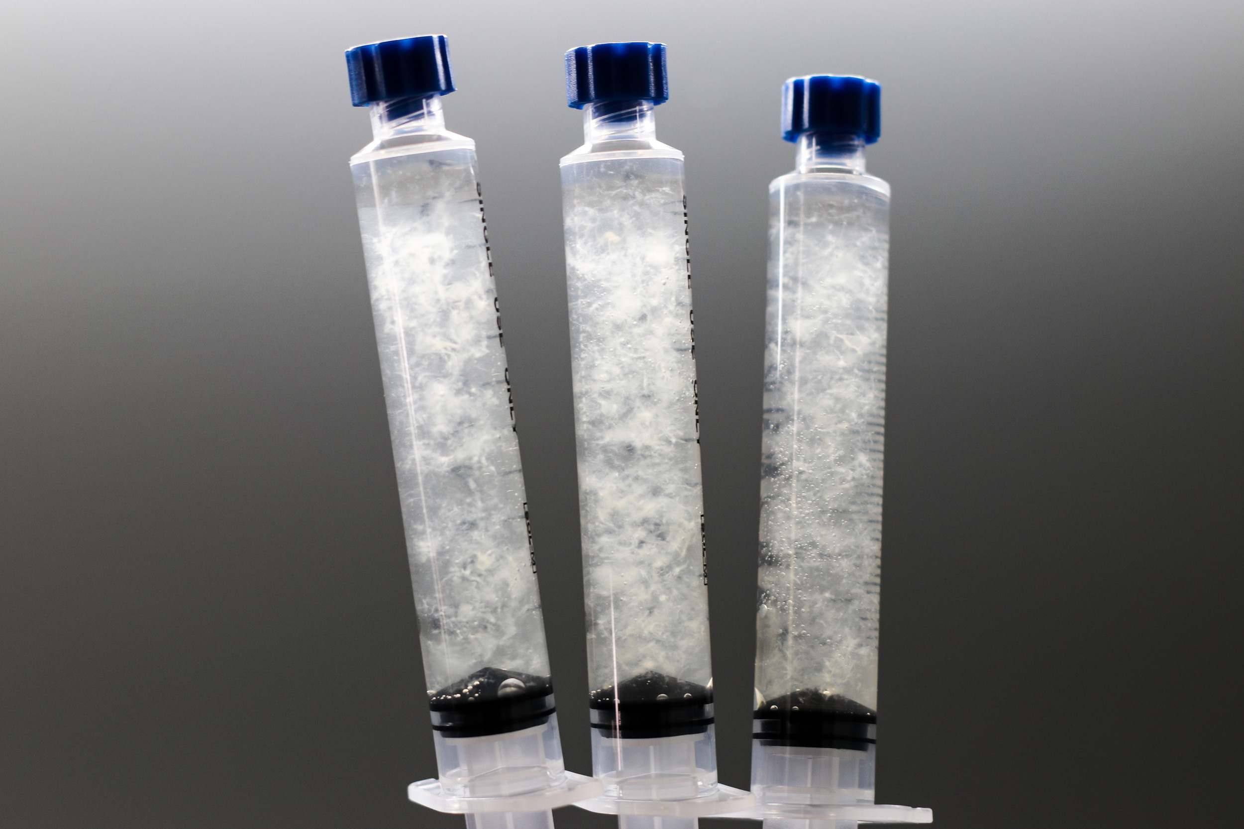 Rusty Whyte (AA+ x Columbian Rust) Liquid Culture Syringe | Primal Fungi