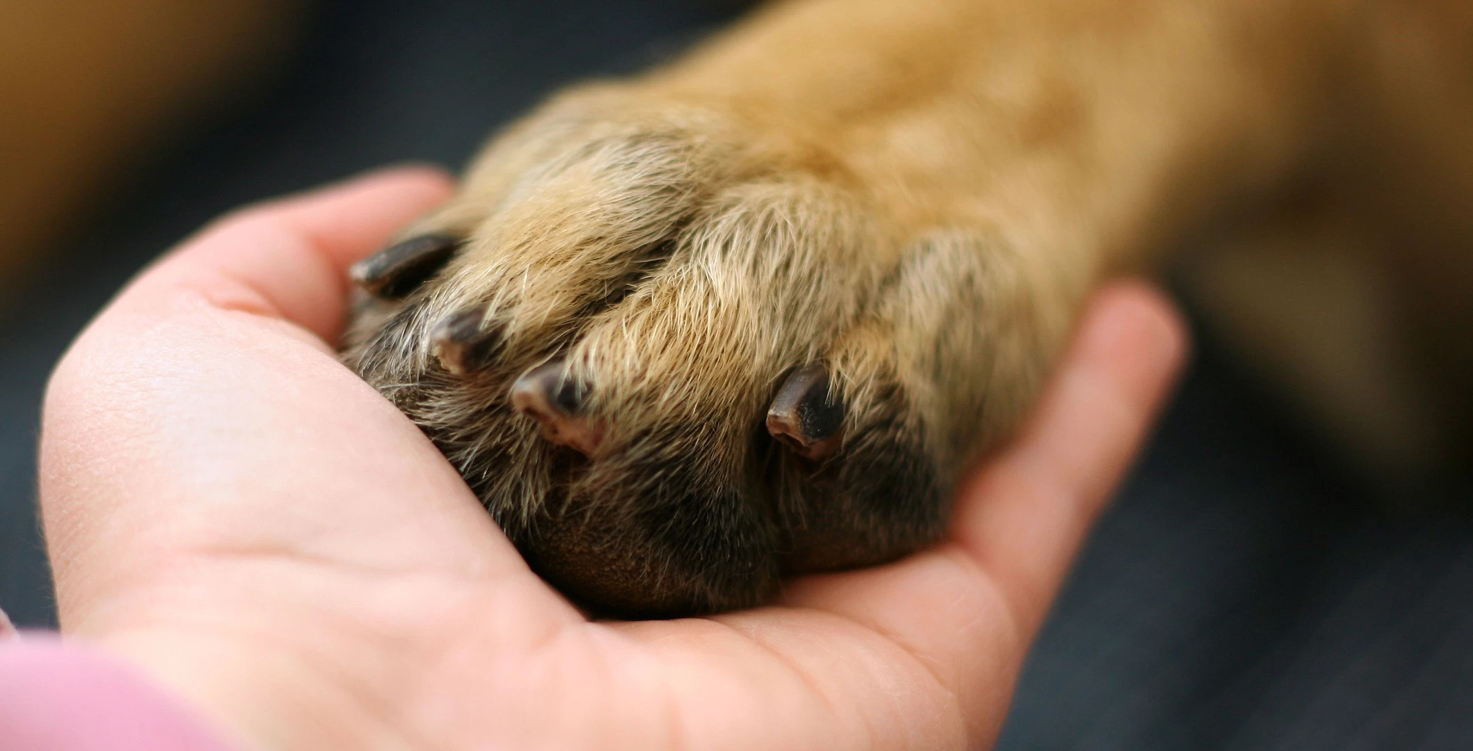 Vet Blog | Crown Veterinary Clinic | Redhill