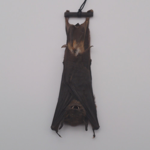 Javan Pipistrelle- Hanging | Saintcrow Gallery