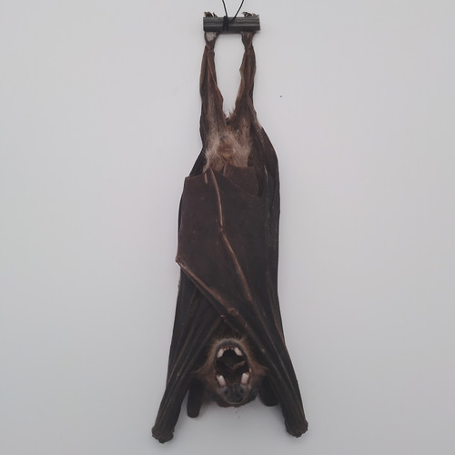 Leschenault's rousette - Hanging | Saintcrow Gallery
