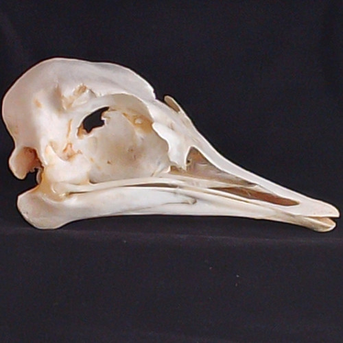 Ostrich Skull (Struthio camelus) | Saintcrow Gallery