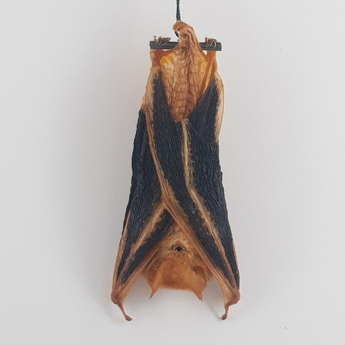 Painted Bat - Hanging | Saintcrow Gallery