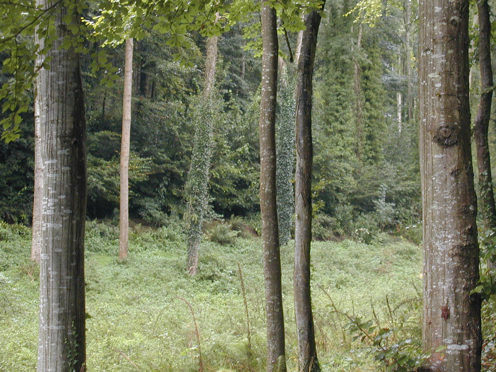 Garden Design | Sussex, Kent | sarahcadmangardendesign