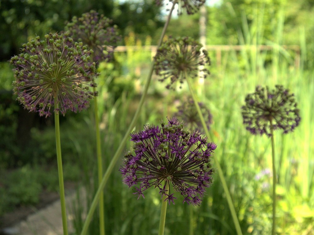 Garden Design | Sussex, Kent | sarahcadmangardendesign