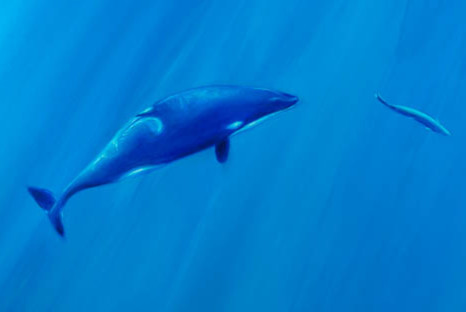 CHASING SALMON | Basilic Art