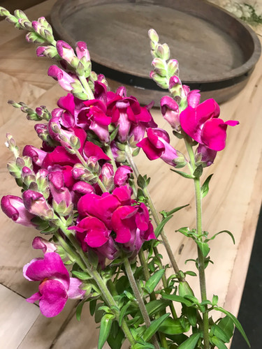 Snapdragon, Monaco Violet | Bleedingheart