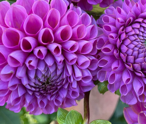 Isabel Dahlia Tuber | Bleedingheart