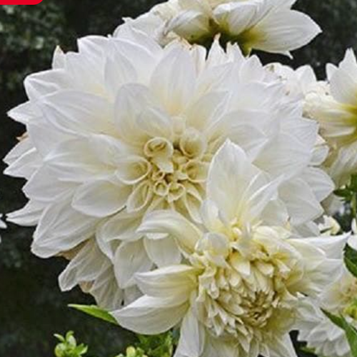 White Perfection Dinnerplate Dahlia Tuber | Bleedingheart