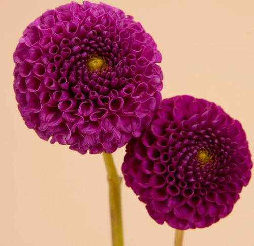 Rocco Dahlia Tuber | Bleedingheart