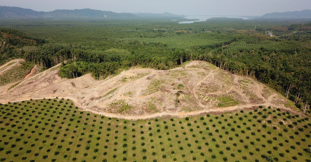 Unsustainable agriculture practices lead to devastating deforestation.