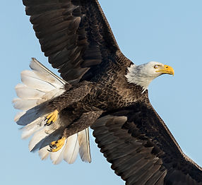 nictitating membrane function