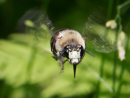 ANTHOPHORA - DIGGER BEES