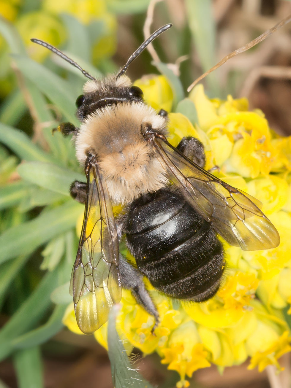 ANDRENA MINING BEES
