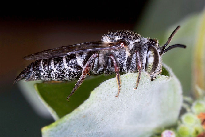 Coelioxys; Cuckoo Leafcutter Bees