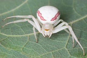 crab spider information