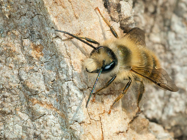 Osmia Mason Bees - Chelastoma philadelphi - Hoplitis