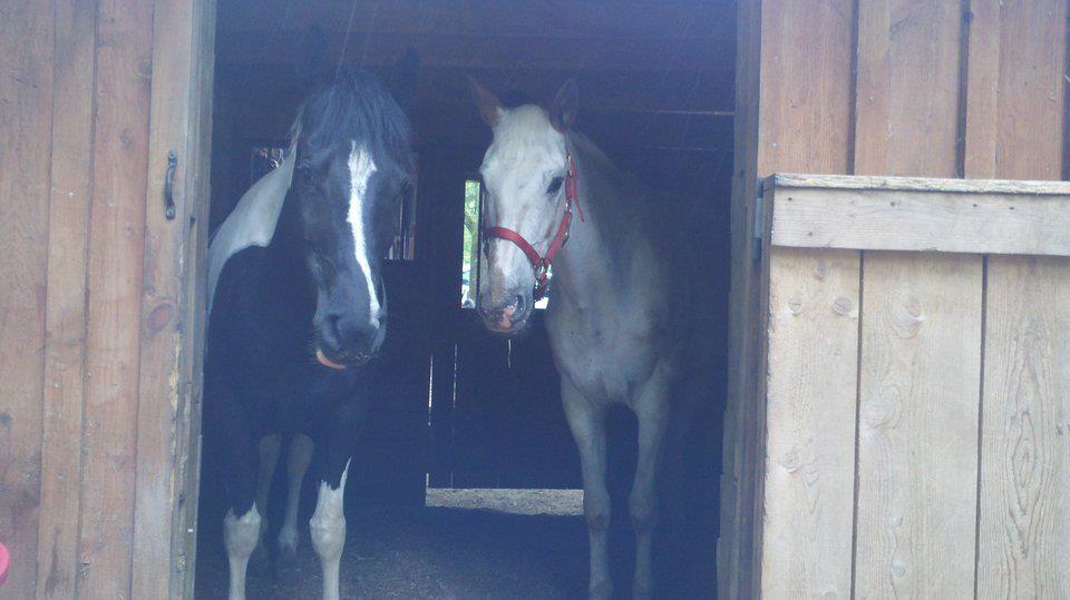 Timber Creek Stables