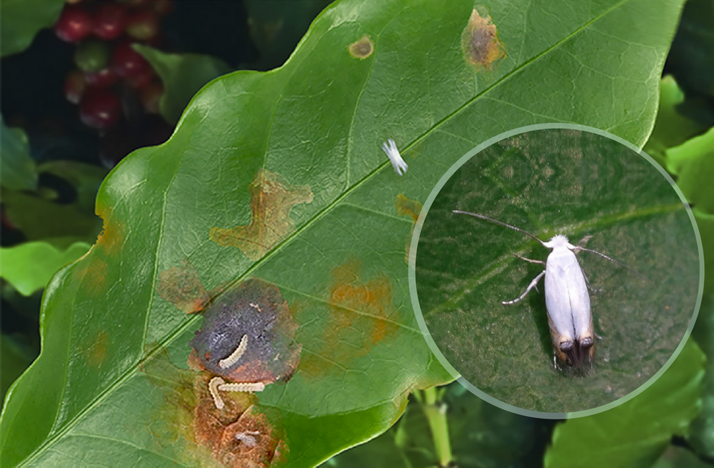 Saiba mais sobre Leucoptera coffeella (bicho-mineiro)