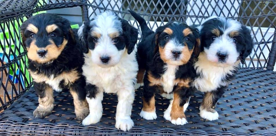 I'M GETTING A PUPPY!!! (Now what???) Tip and tricks you will need ...