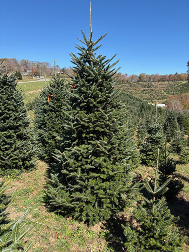 Tree #104 (9'0) | The North Pole Trees