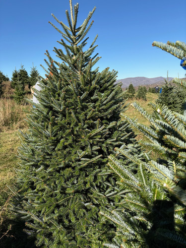 Tree #101(8' 6") | The North Pole Trees