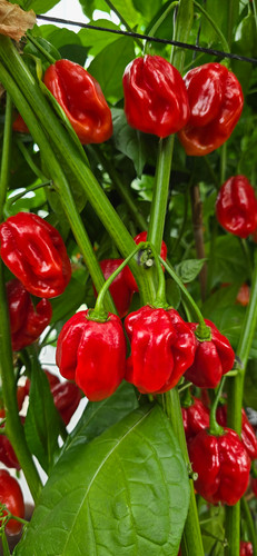 7 Pot Red Chilli Seeds | Rata Farm