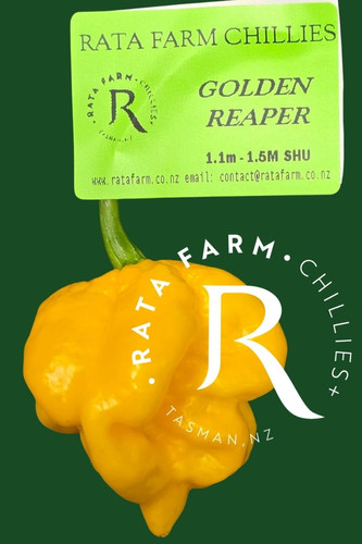 Yellow Reaper Seeds | Rata Farm