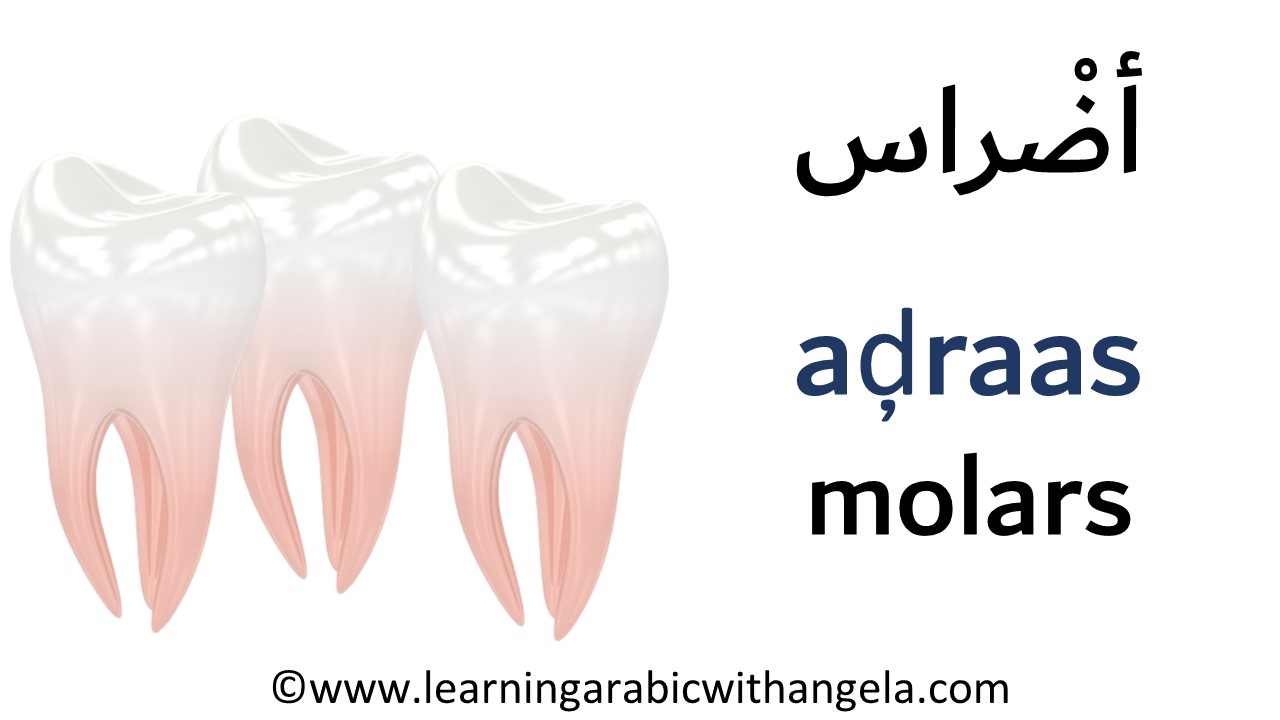 Dental Hygiene in Arabic