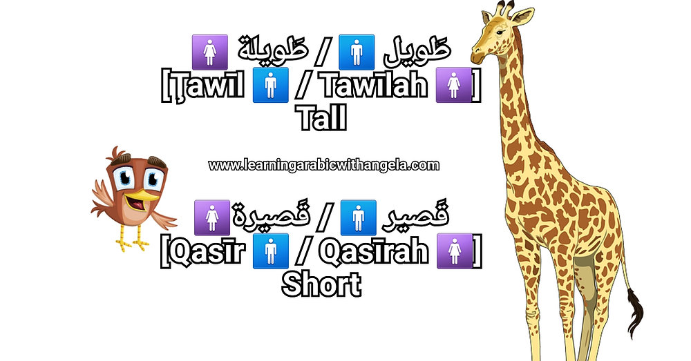 "Arabic Adjectives" Vocabulary