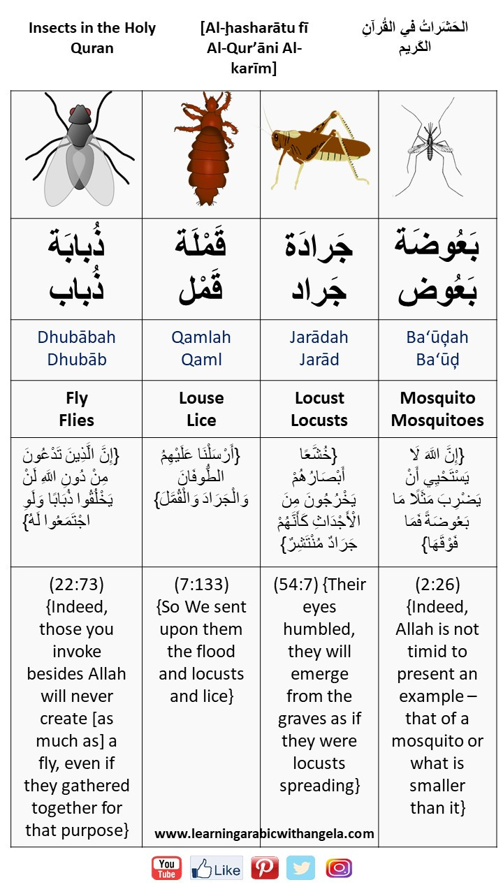 Insects in the Holy Quran