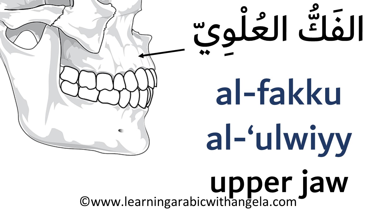 Dental Hygiene in Arabic