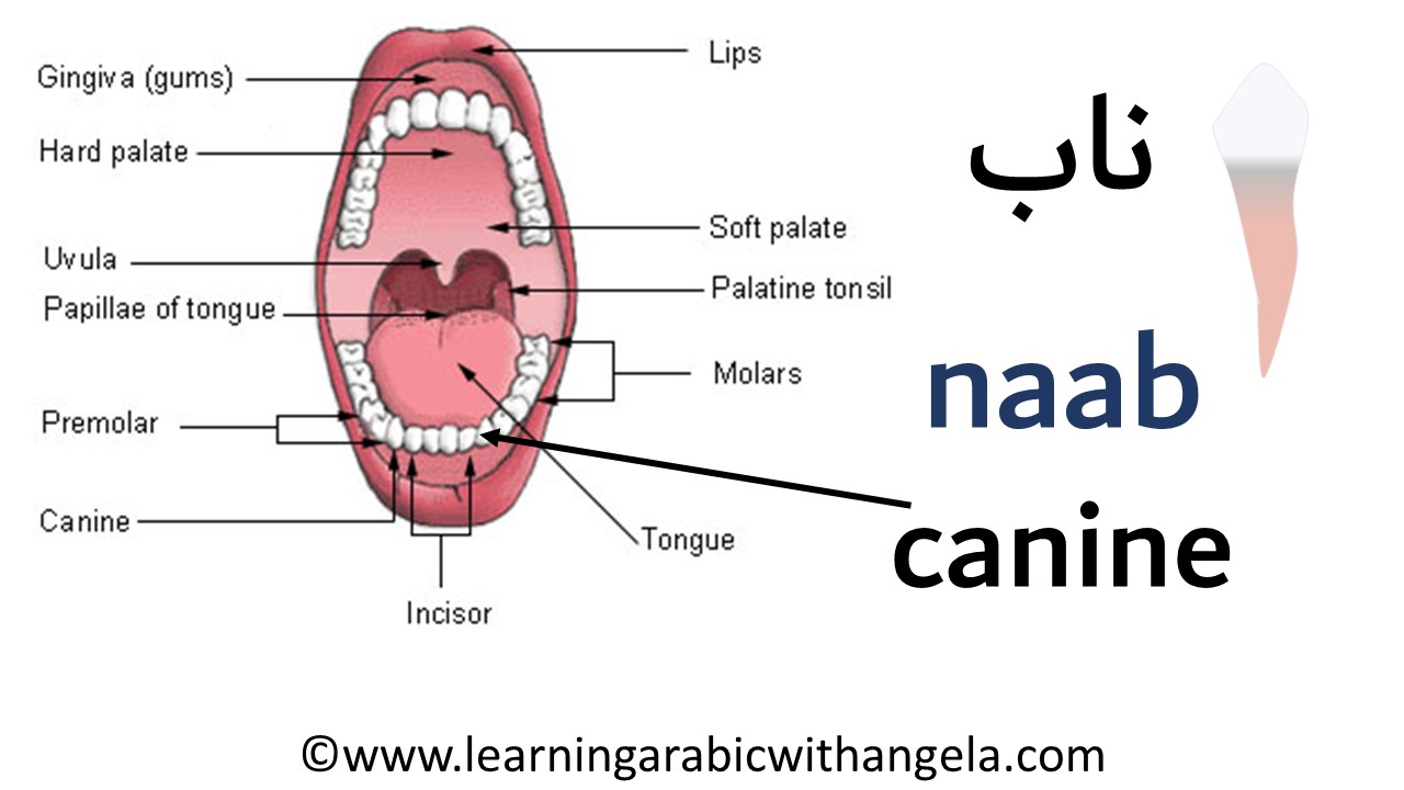 Dental Hygiene in Arabic