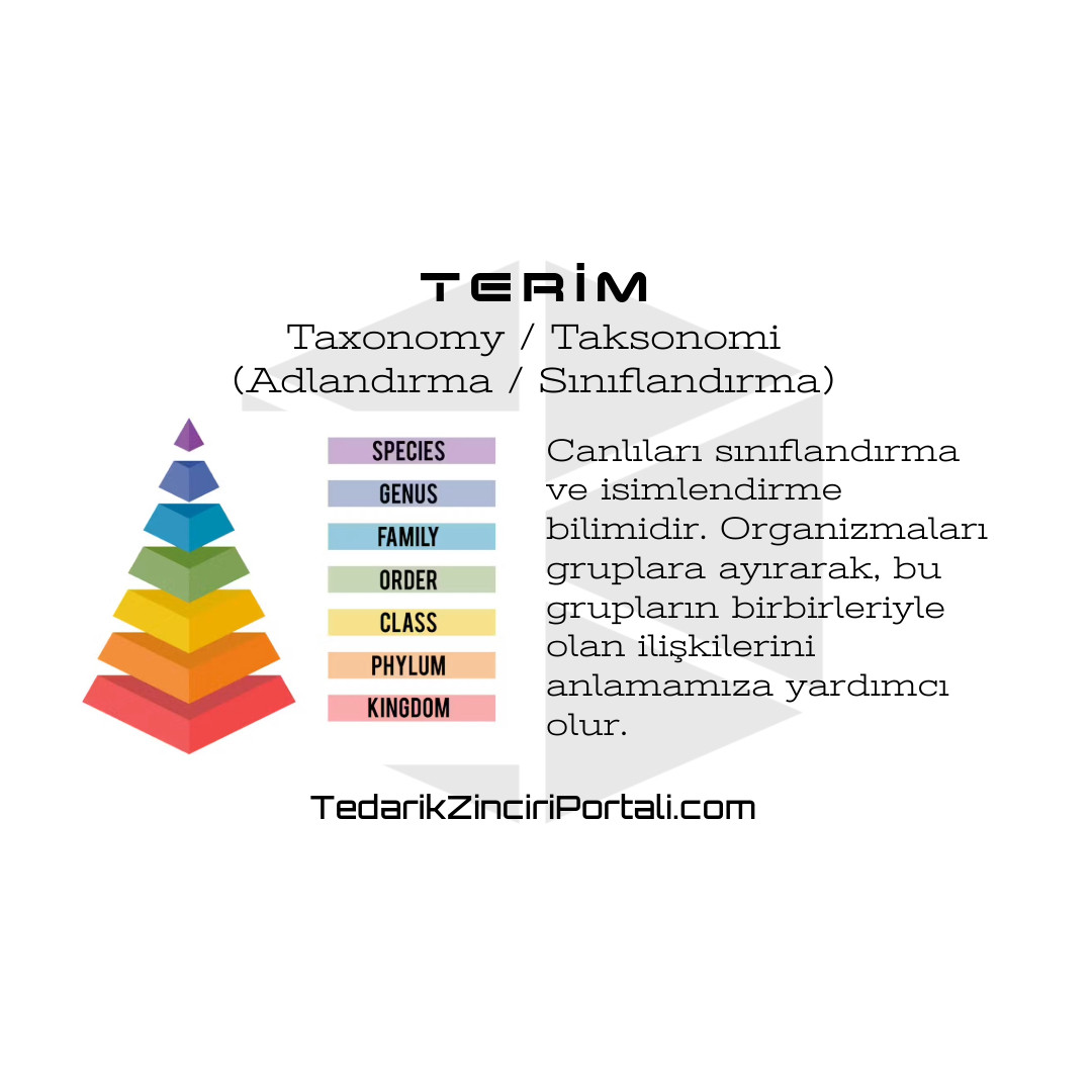 Taxonomy / Taksonomi (Adlandırma / Sınıflandırma)