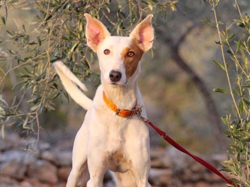 Podenco (Mix) Francis