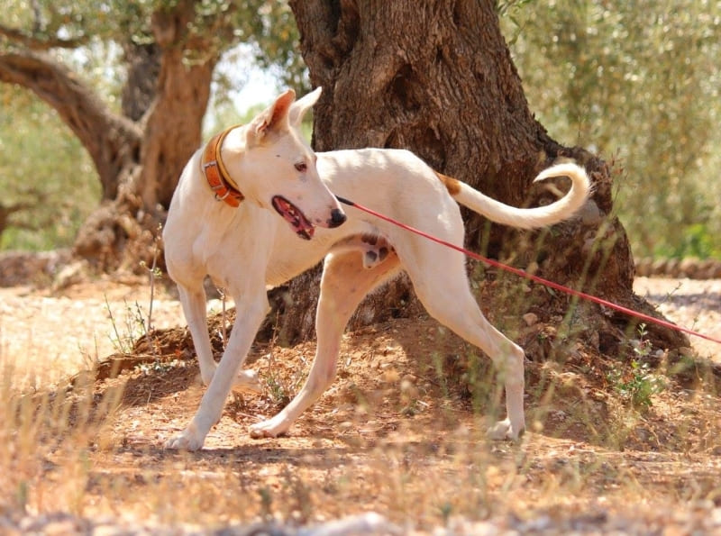 Podenco (Mix) Francis