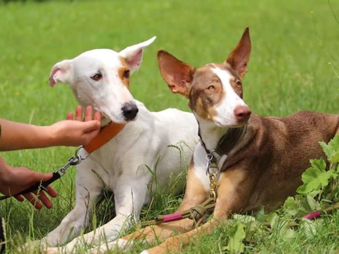 Podenco (Mix) Francis