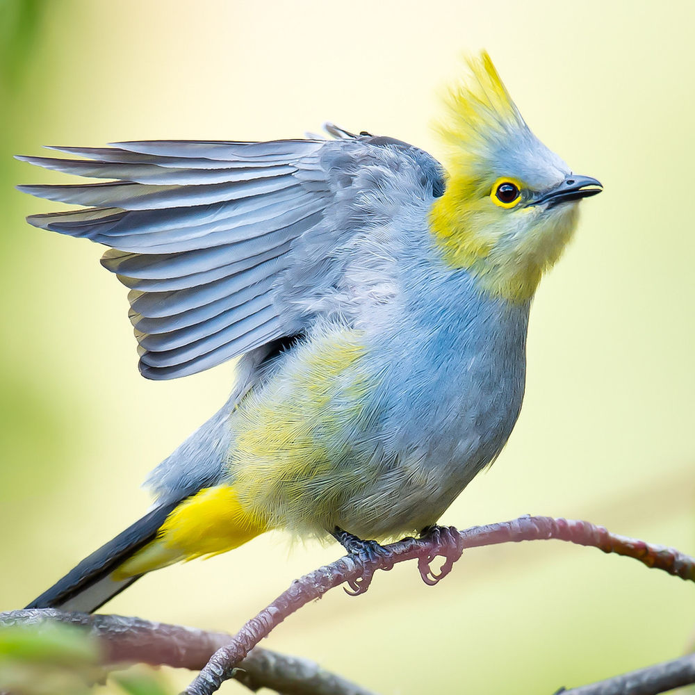 The beautiful Long-tailed Silky-flycatcher