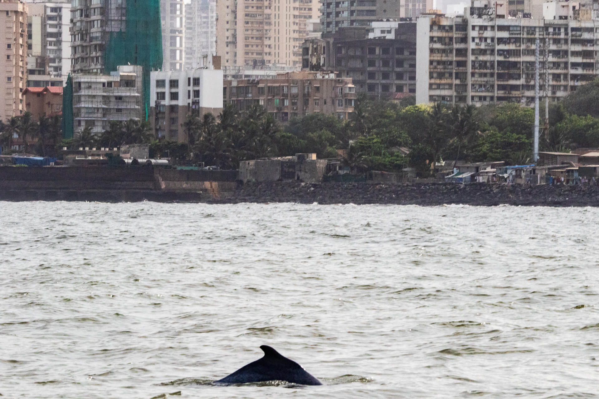 Cetaceans of Mumbai | ALMC