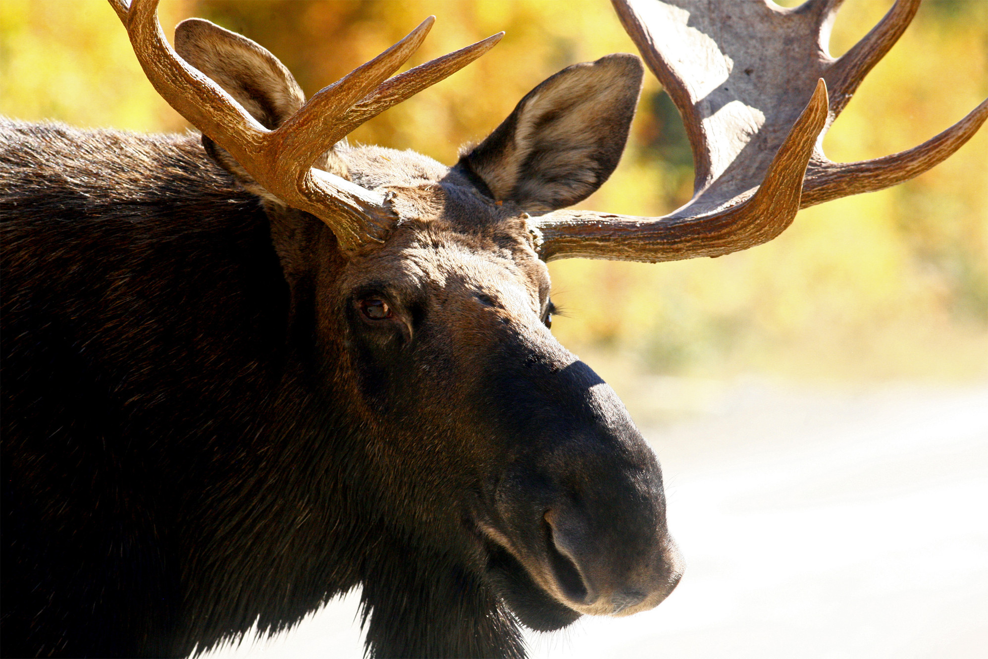 New England Wildlife Photography Animals