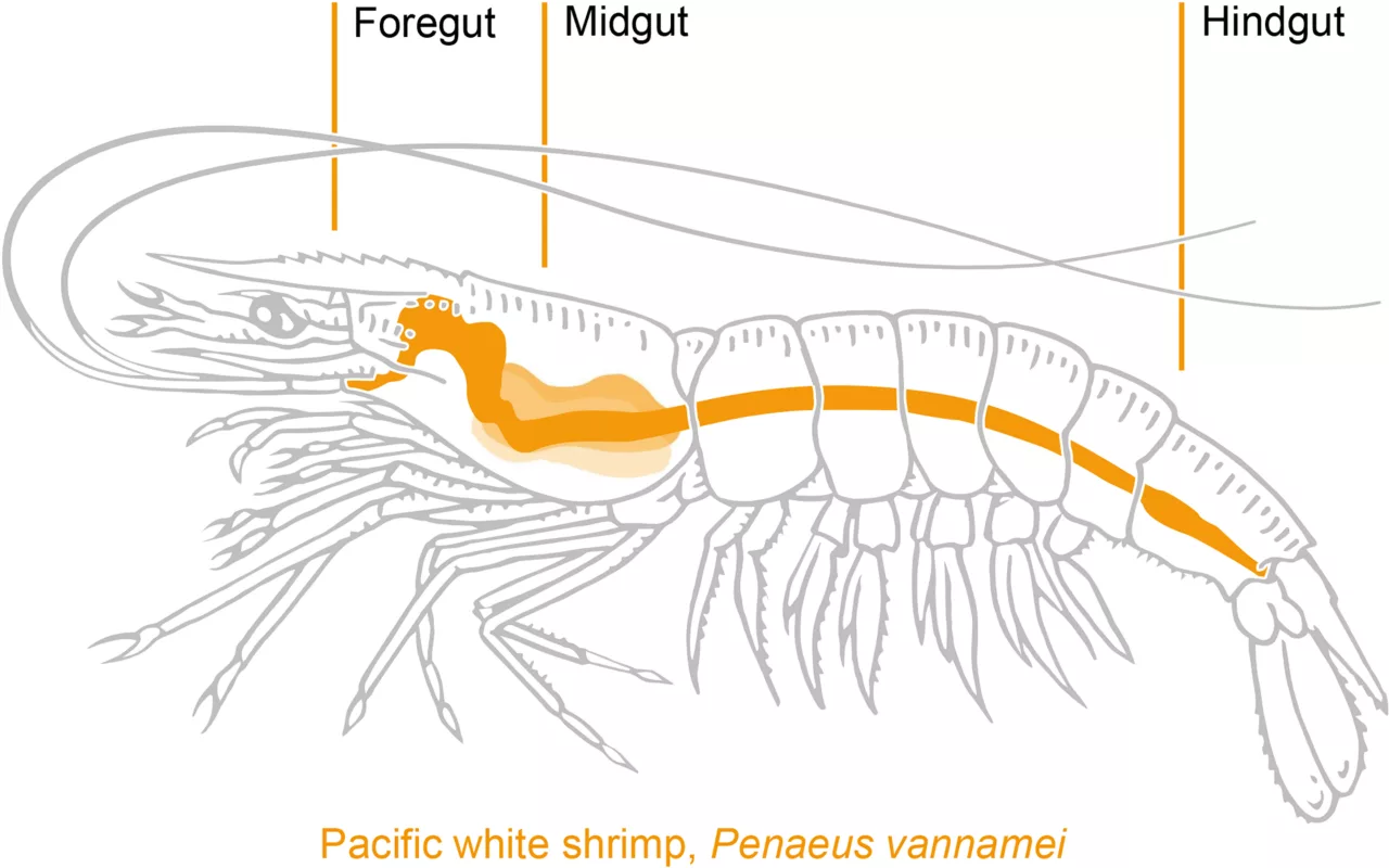 BALANGUT AQ | Probio